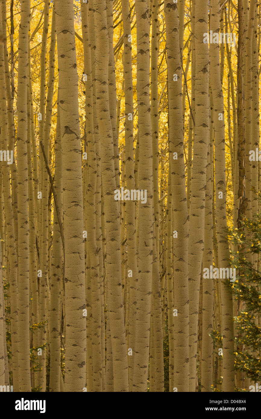 Quaking Aspen trunks, Populus tremuloides, with autumn colour, in the ...