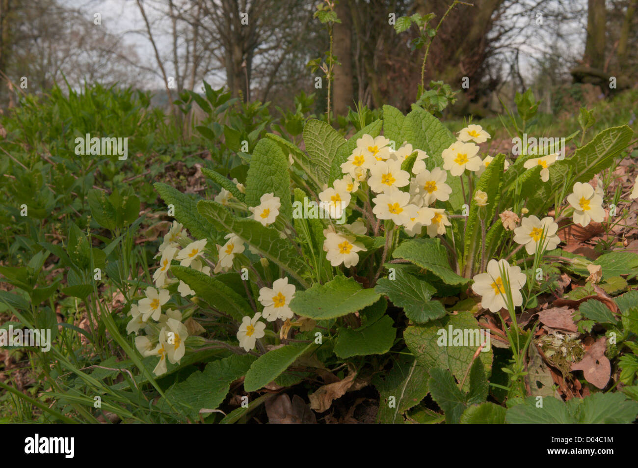 Primrose, Primular vulgaris. West Sussex, UK. April Stock Photo - Alamy
