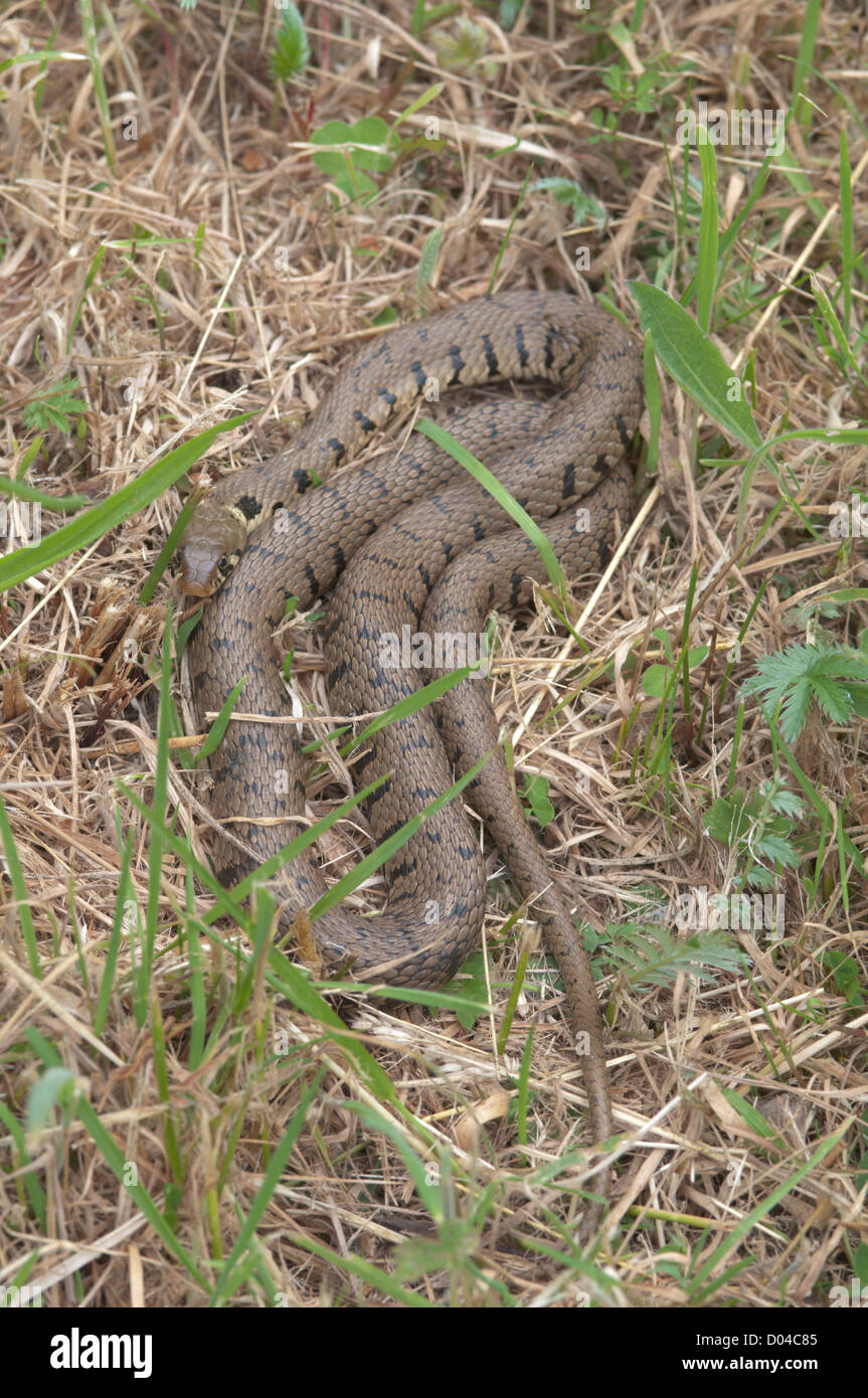 Grass snake, Natrix natrix, basking in morning sunshine. Cornwall, UK ...