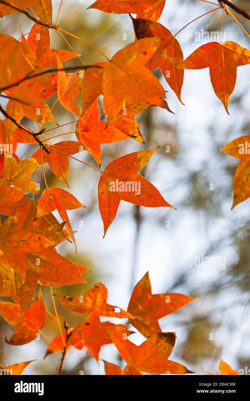 Red leaves in forest Stock Photo - Alamy