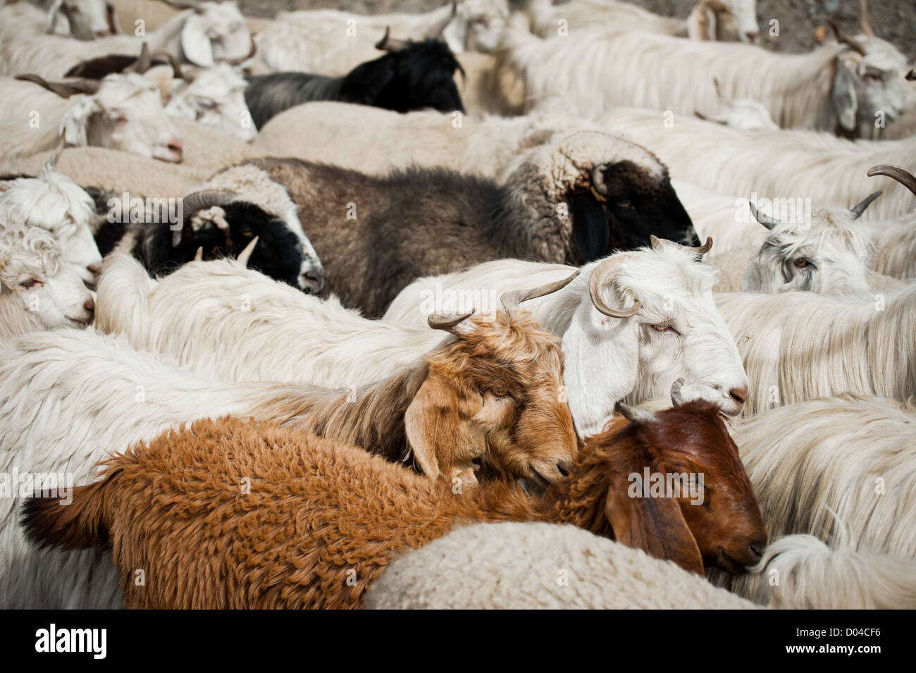 Herd of sheep and kashmir (pashmina) goats from Indian highland farm in ...
