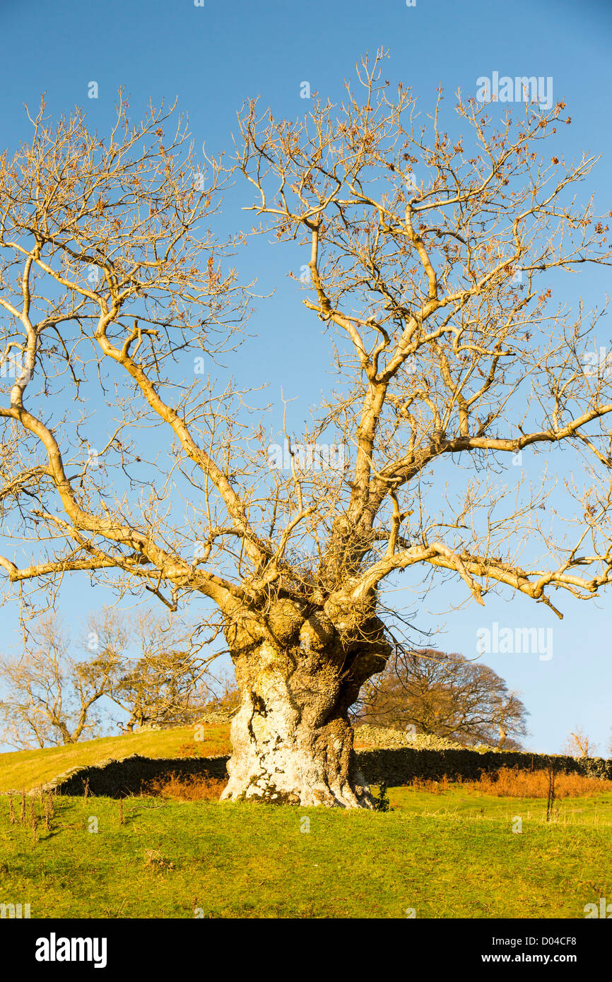 A pollarded Ash tree in Ambleside, Lake District, UK Stock Photo - Alamy