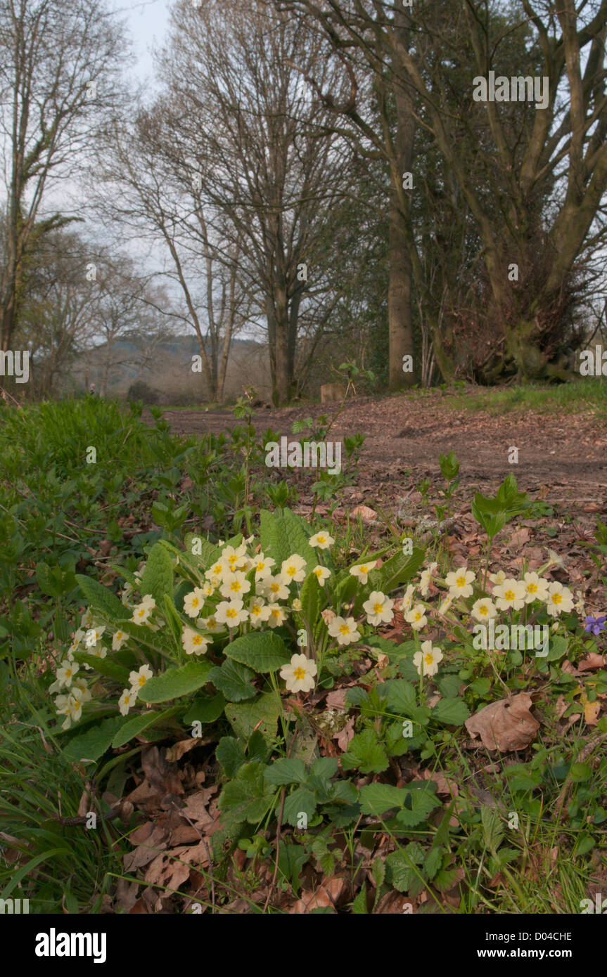 Primrose, Primular vulgaris. West Sussex, UK. April Stock Photo - Alamy