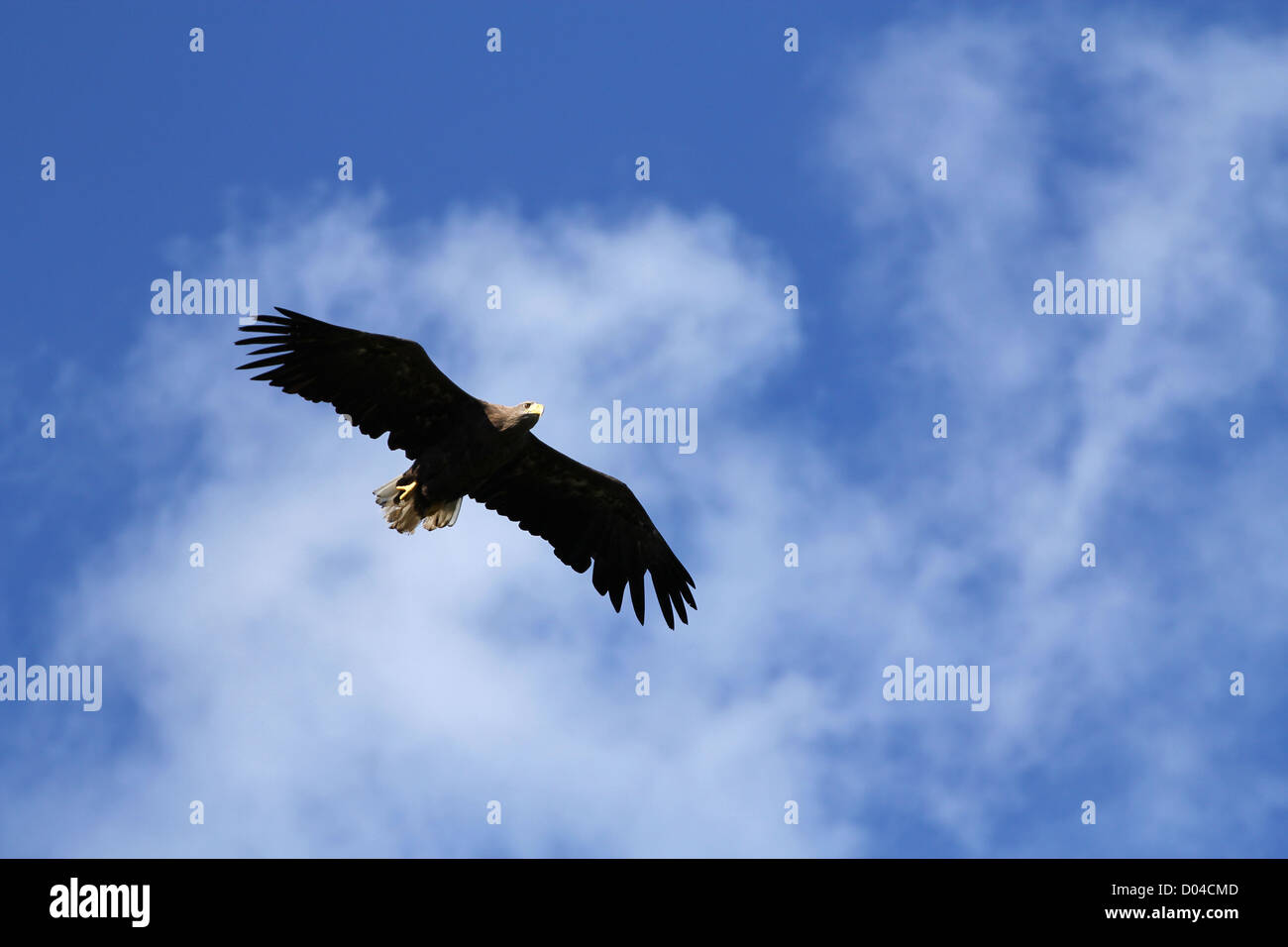 Fuzzy hunter nature proud raptor symbol wild wildlife wing hi-res stock ...