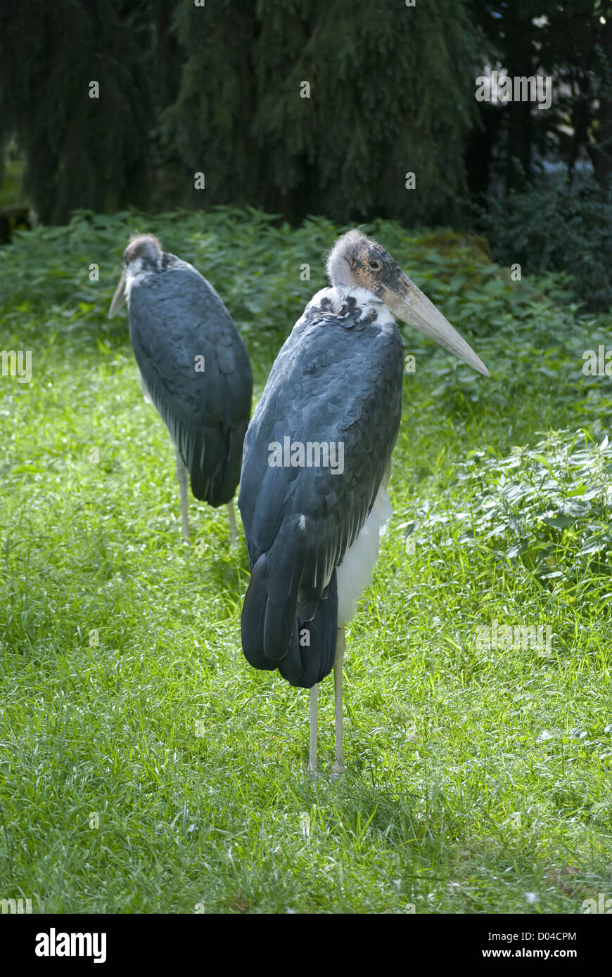 Two marabous on green forest background Stock Photo - Alamy