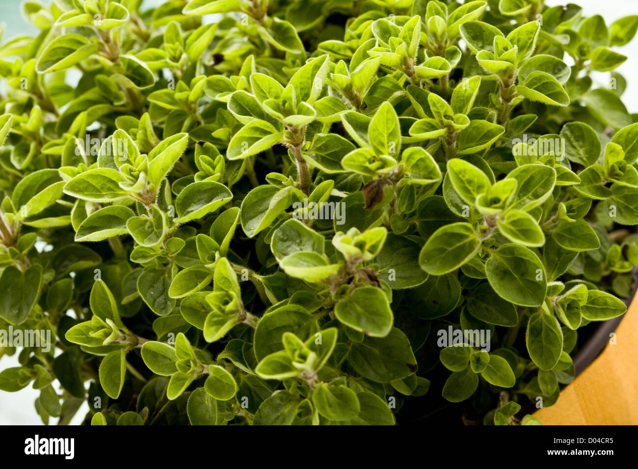 photo of fresh oregano plant on green glass table with yellow cloth ...