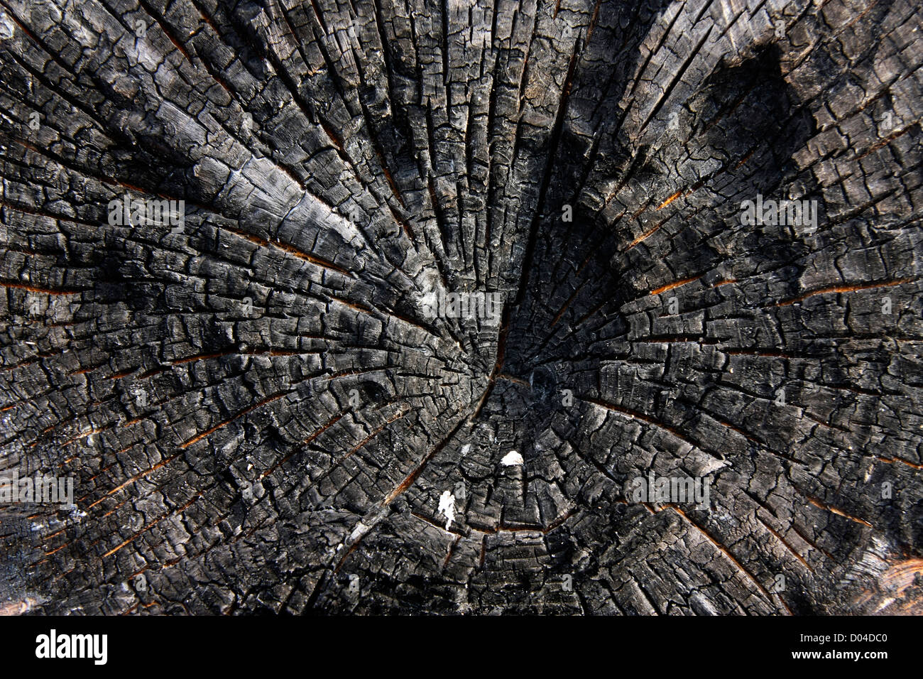 texture of burnt tree Stock Photo - Alamy
