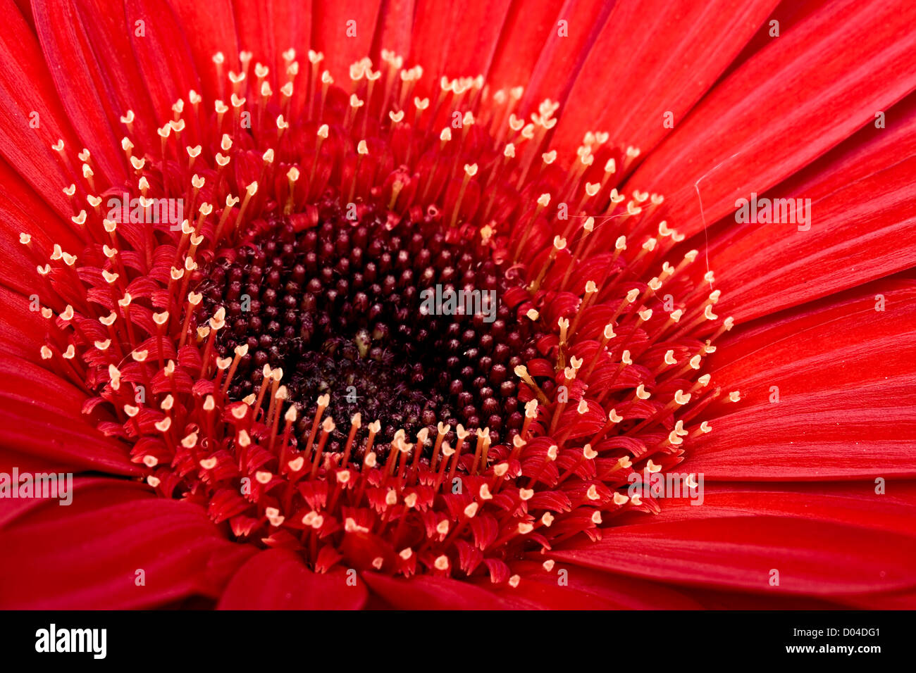 Red Gerbera daisy Stock Photo - Alamy