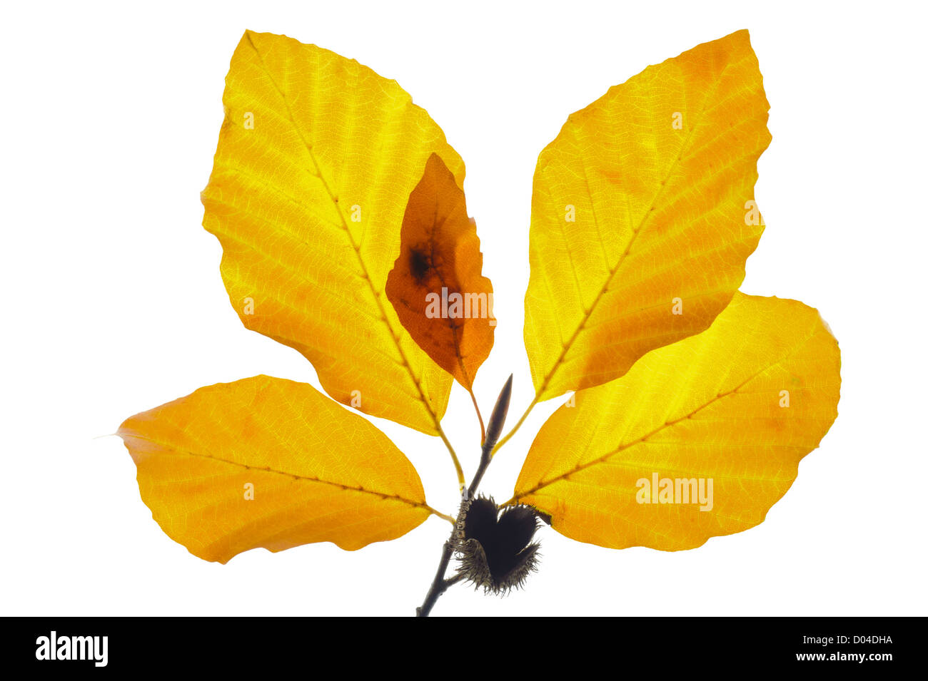 Autumn beech forest in Cut Out Stock Images & Pictures - Alamy