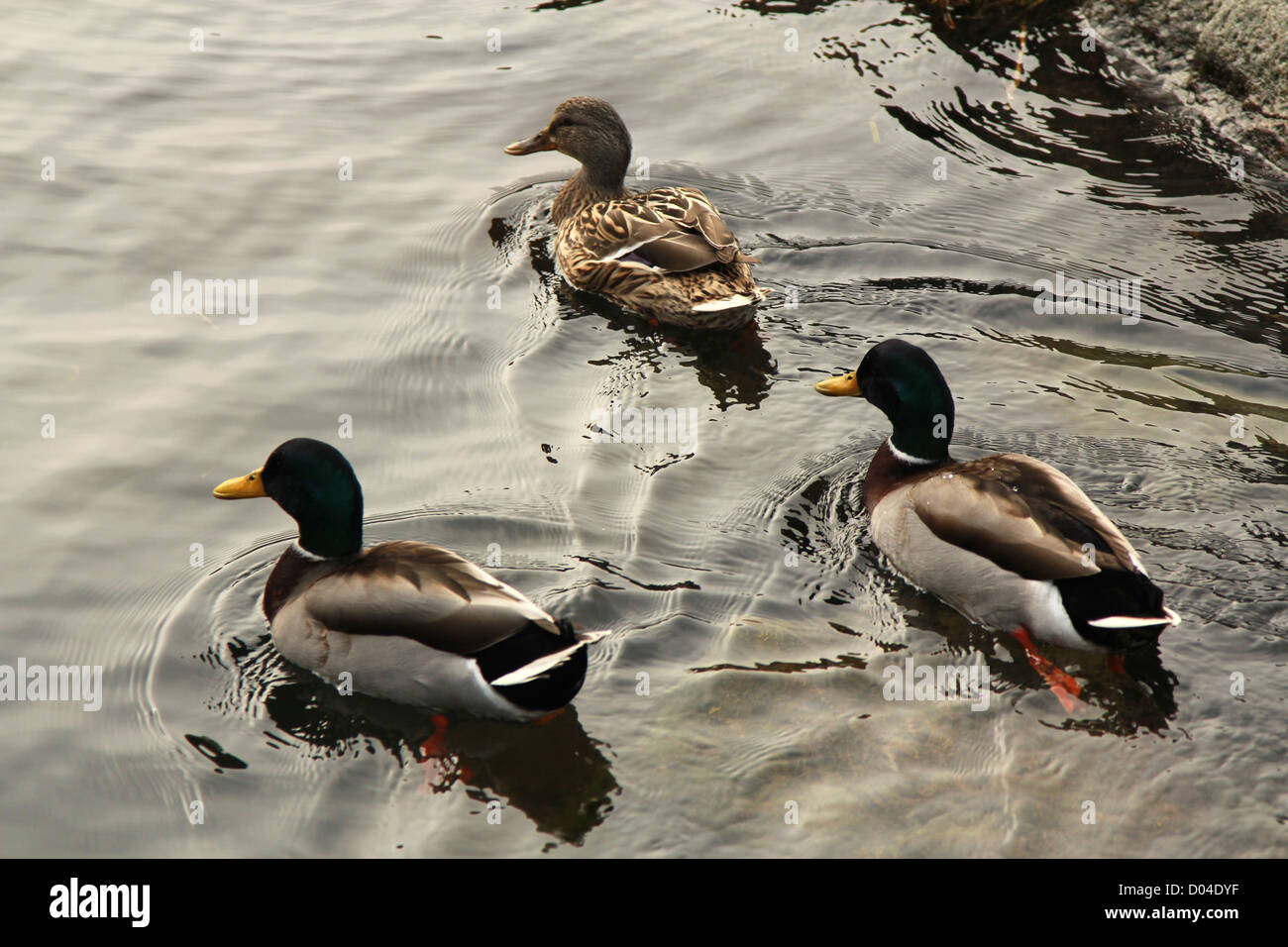 Birds in the water swimming Stock Photo - Alamy