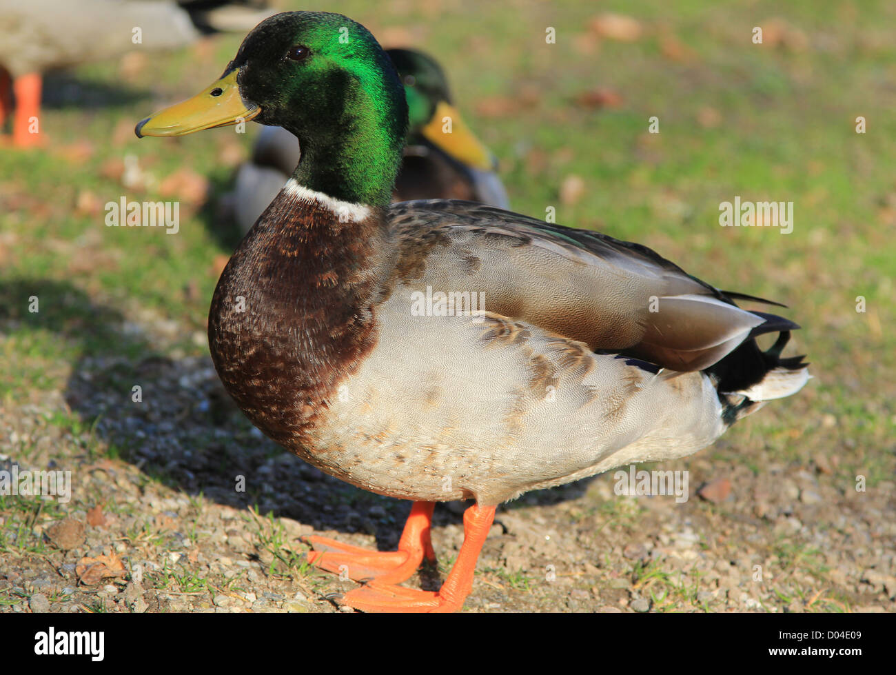 Duck walking in the sun Stock Photo - Alamy