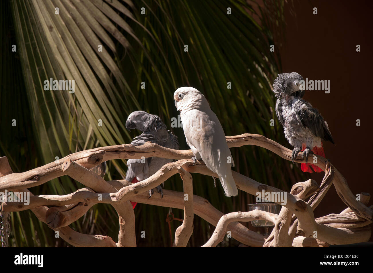 Parrots in Balboa Park San Diego,California,USA Stock Photo - Alamy