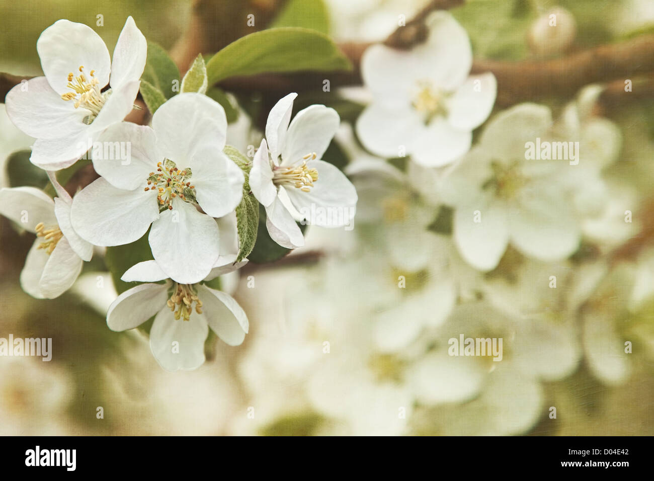 Flowers of the apple blossoms in Spring Stock Photo - Alamy