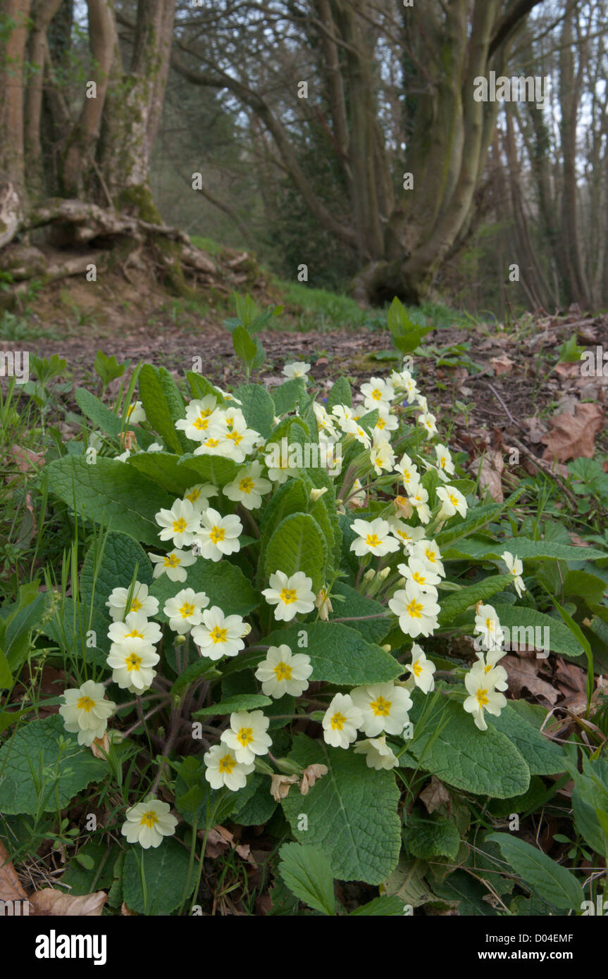Primrose, Primular vulgaris. West Sussex, UK. April Stock Photo - Alamy