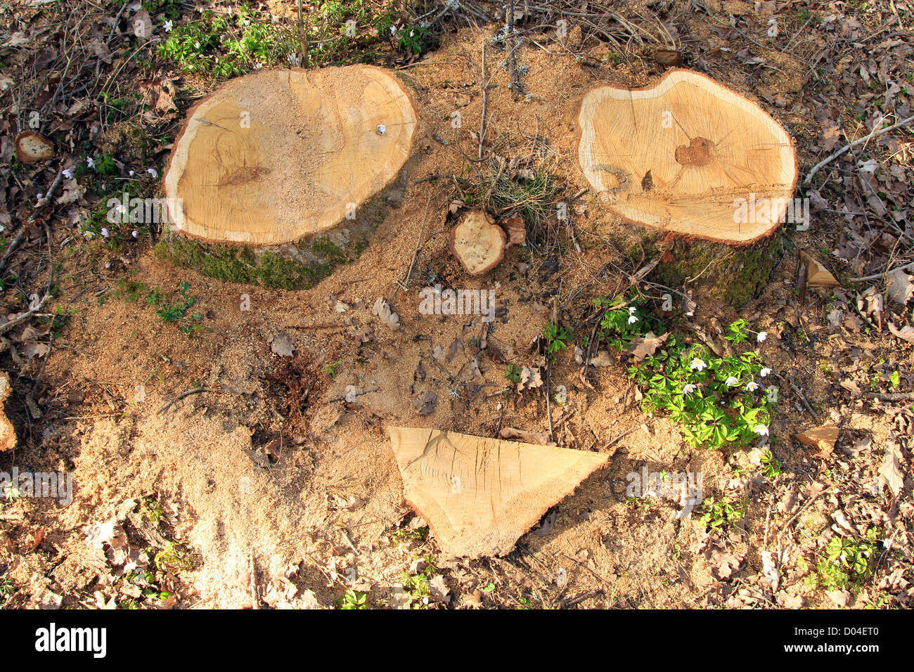 Tree smiling on the ground Stock Photo - Alamy