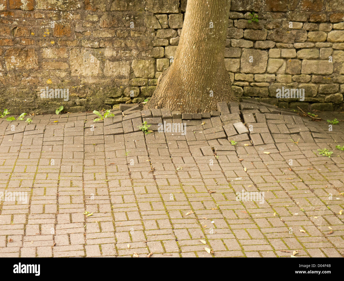 Block paving pushed up by tree growth Stock Photo - Alamy