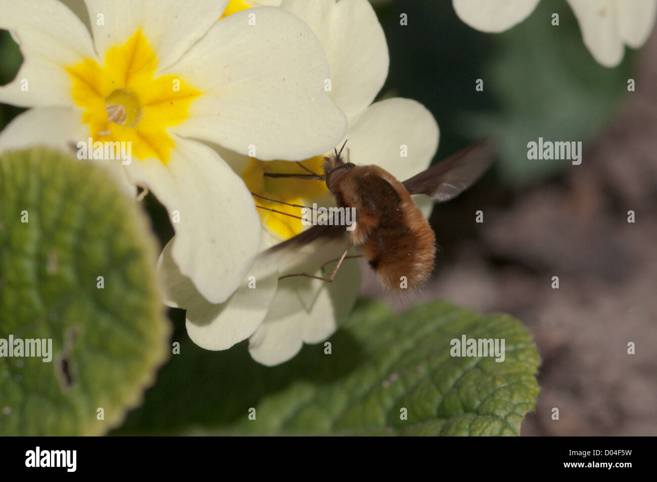 Primrose flower bee hi-res stock photography and images - Alamy
