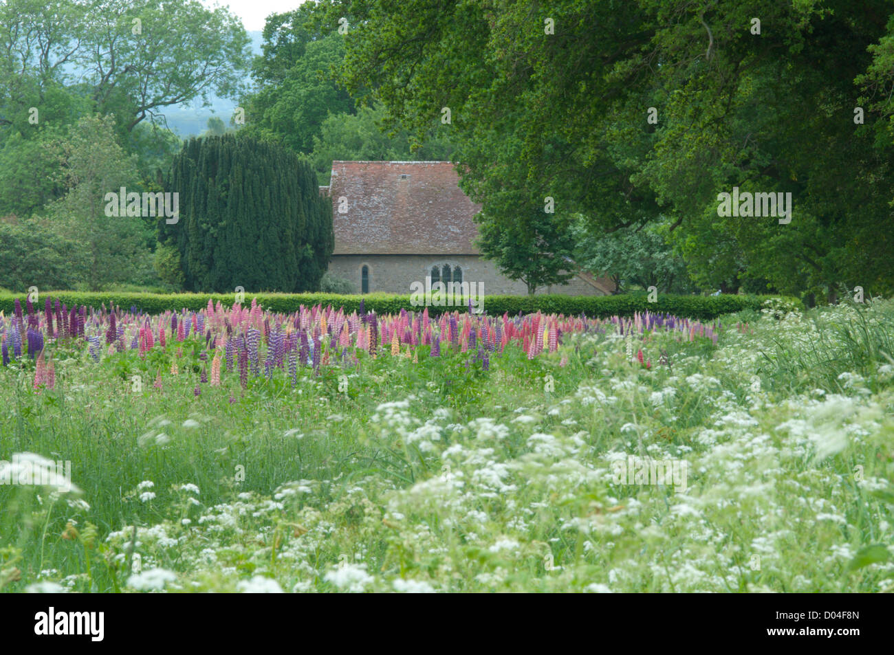 Lupins in field in front of St Peter's Church, Terwick, Rogate, West ...