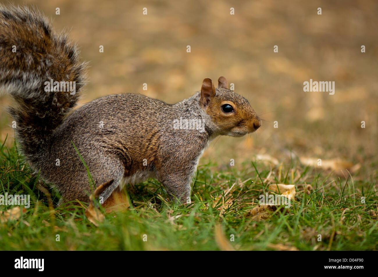 Close up image of a British grey squirrel. High level of detail in the ...
