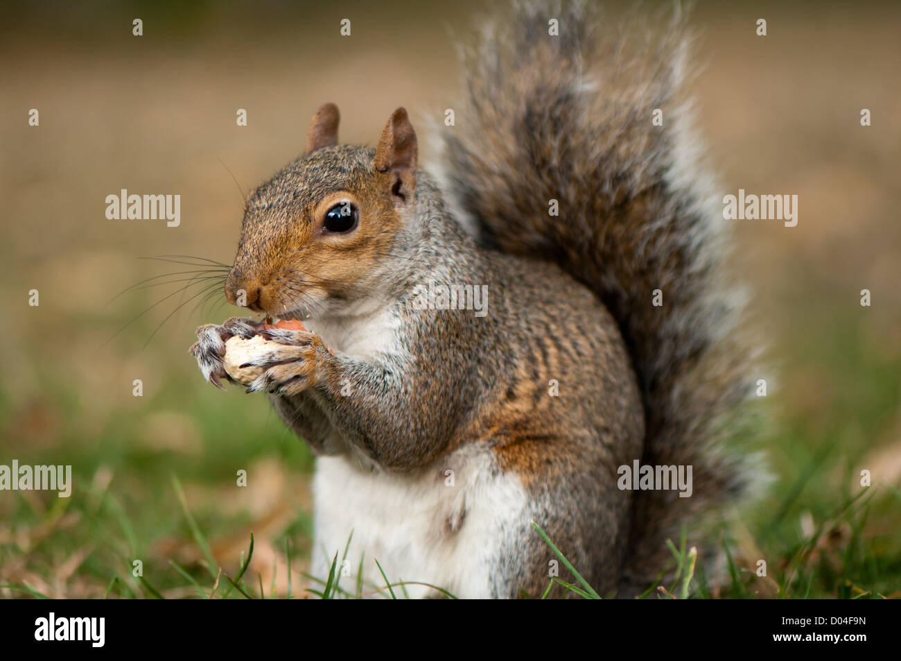 Close up image of a British grey squirrel. High level of detail in the ...