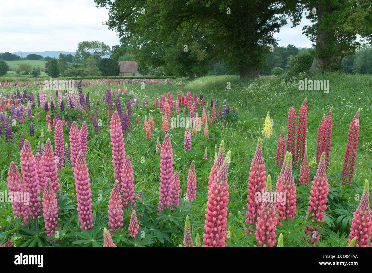 Lupins in field in front of St Peter's Church, Terwick, Rogate, West ...