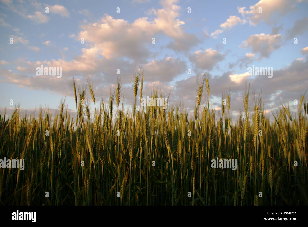 grain in Poland Stock Photo - Alamy