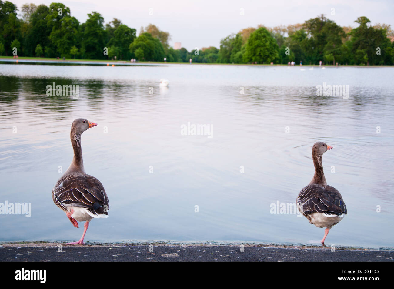 Pair of Canadian geese stood of one leg and shot from behind. Both ...
