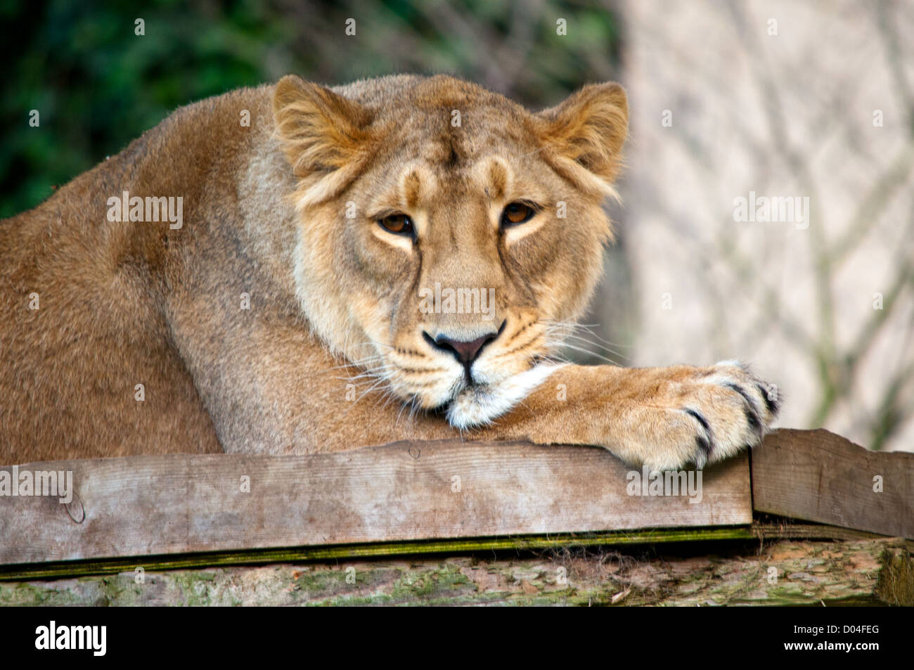 Bored lioness hi-res stock photography and images - Alamy