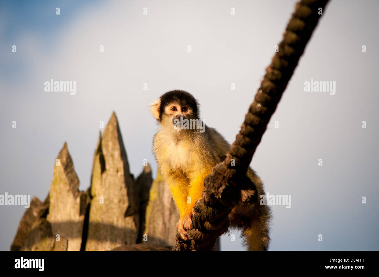 Spider monkey portrait. Monkey is balanced on a rope that stretches ...