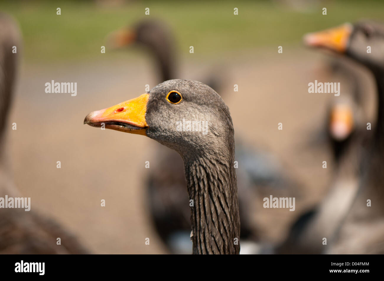 Close up portrait of the face of a goose. Canadian goose. Background ...
