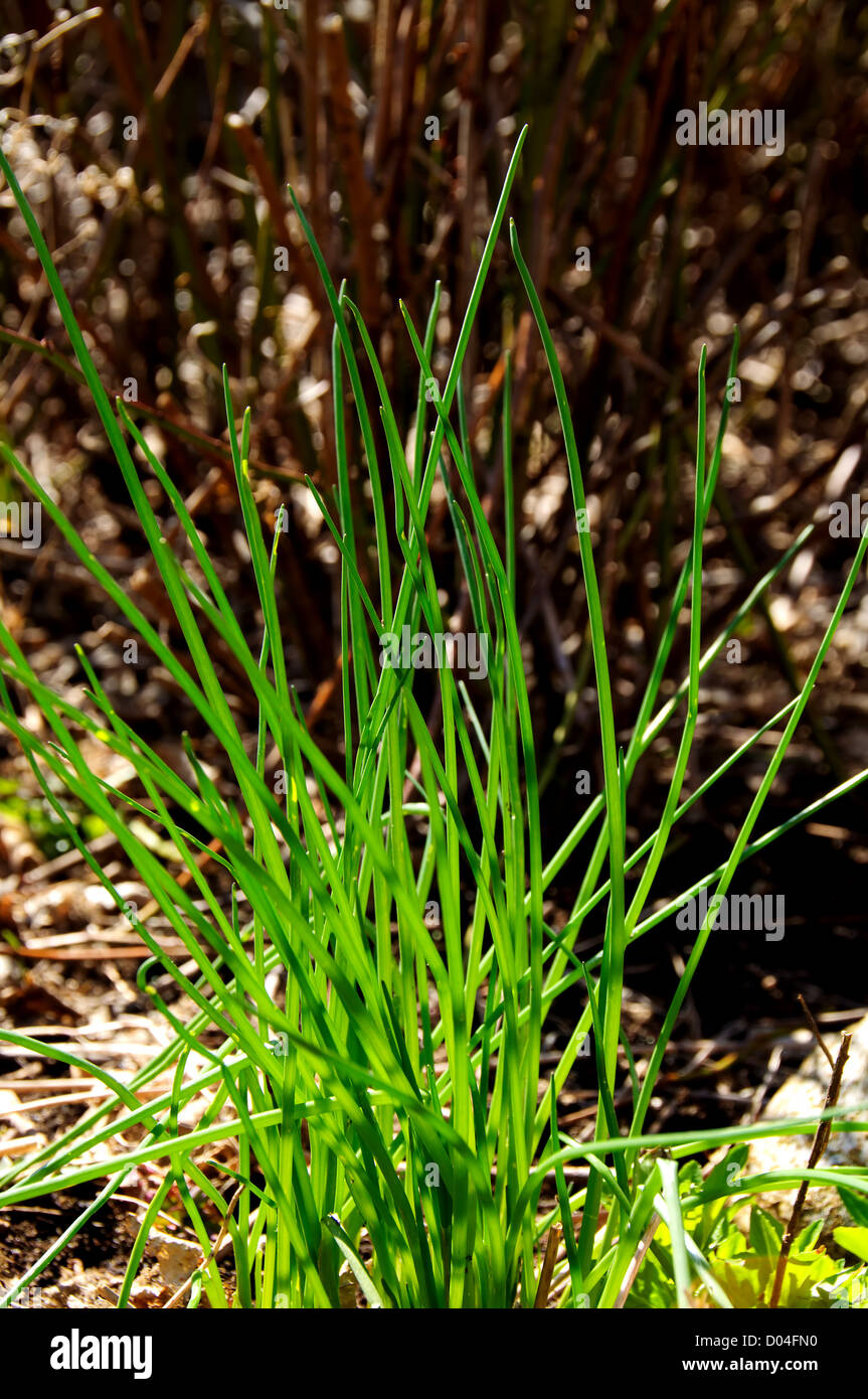Chives growing in a garden Stock Photo - Alamy
