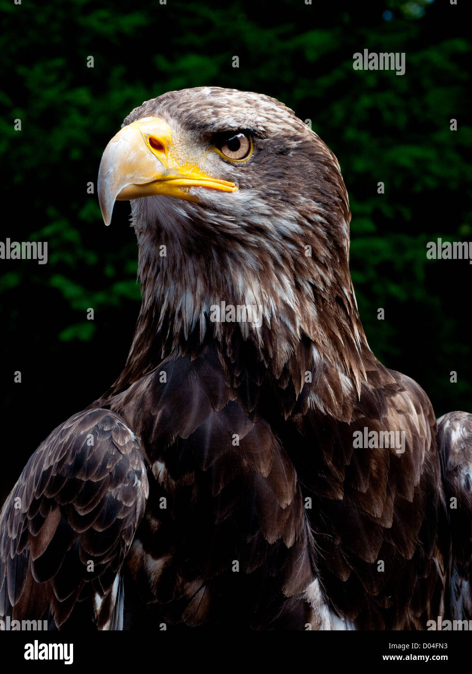 Portrait image of the American Bald Eagle. Image focused on the face of ...