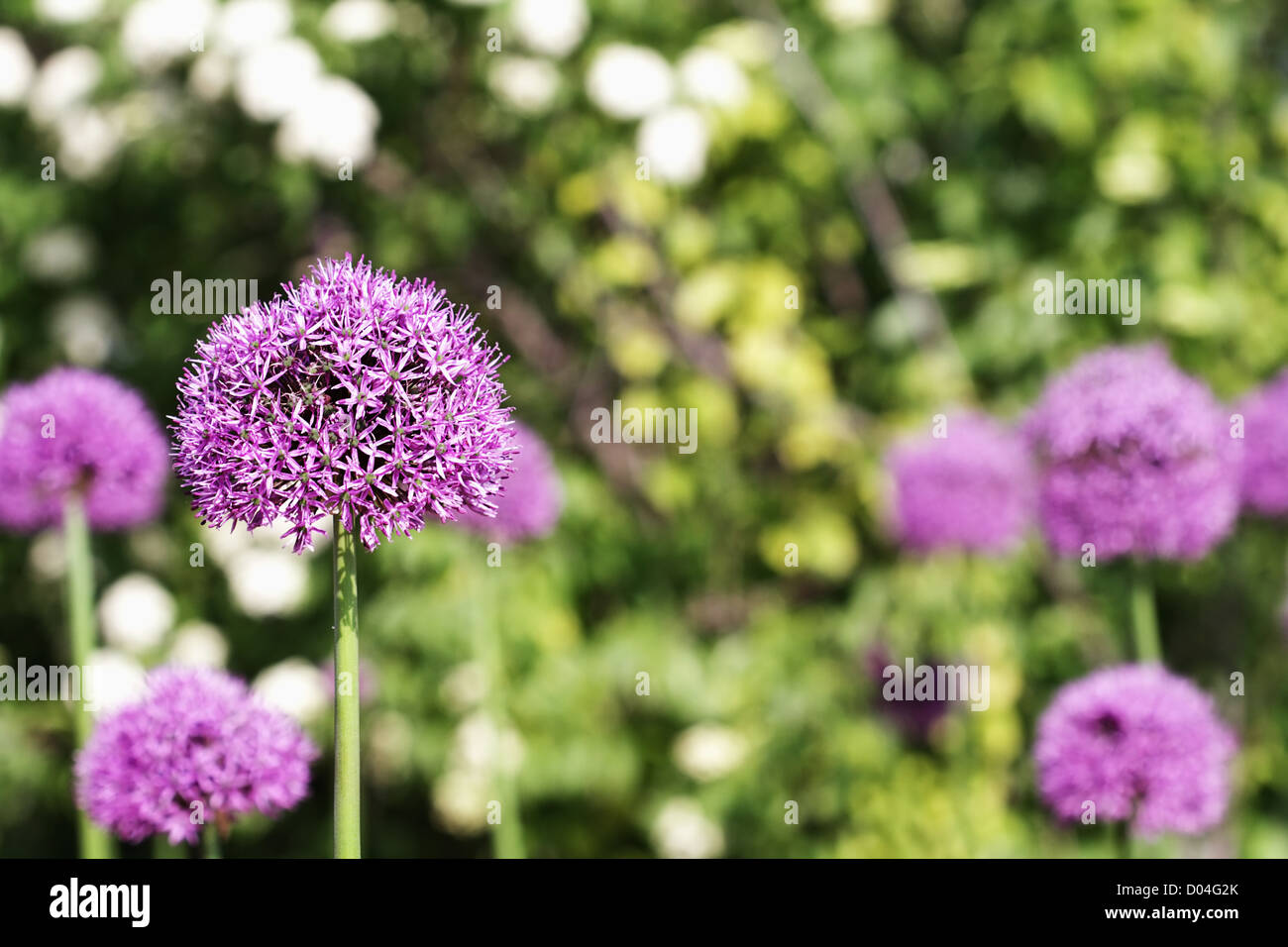Garden of flowering Allium with selective focus on Alium in foreground ...