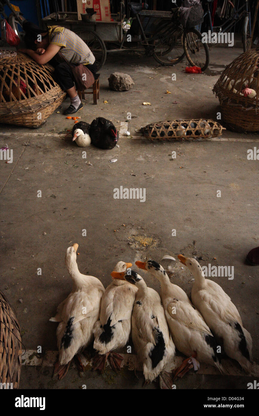 Tethered duck hi-res stock photography and images - Alamy