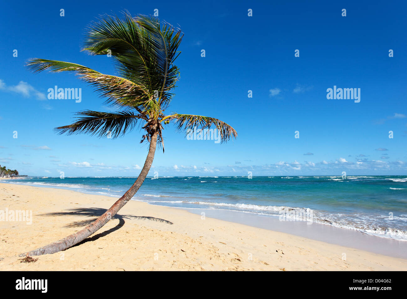 Coconut tree beach hi-res stock photography and images - Alamy