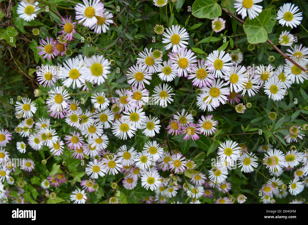 Chilean native plant hi-res stock photography and images - Alamy