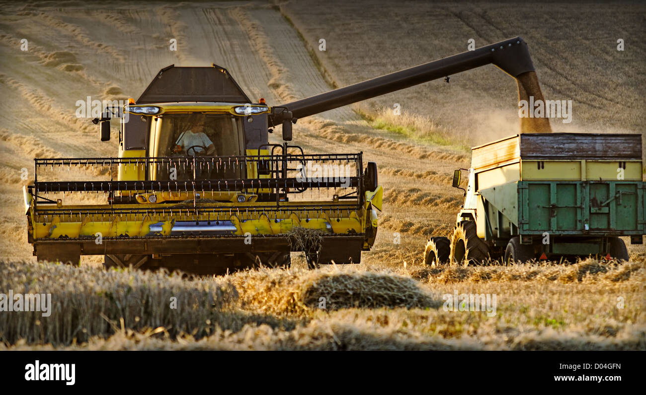 a combine depositing its load in a trailer Stock Photo - Alamy