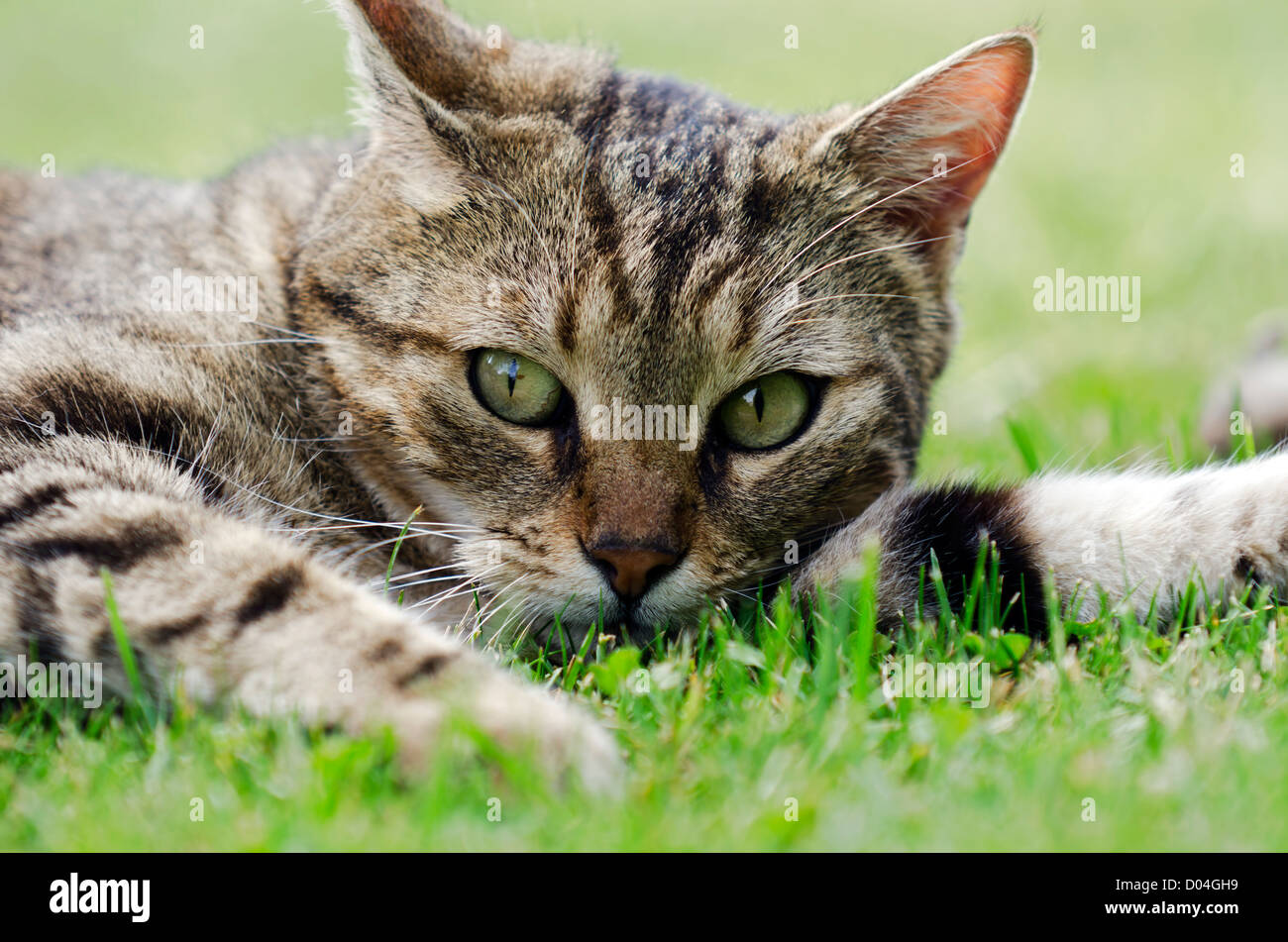 a tabby cat Stock Photo - Alamy