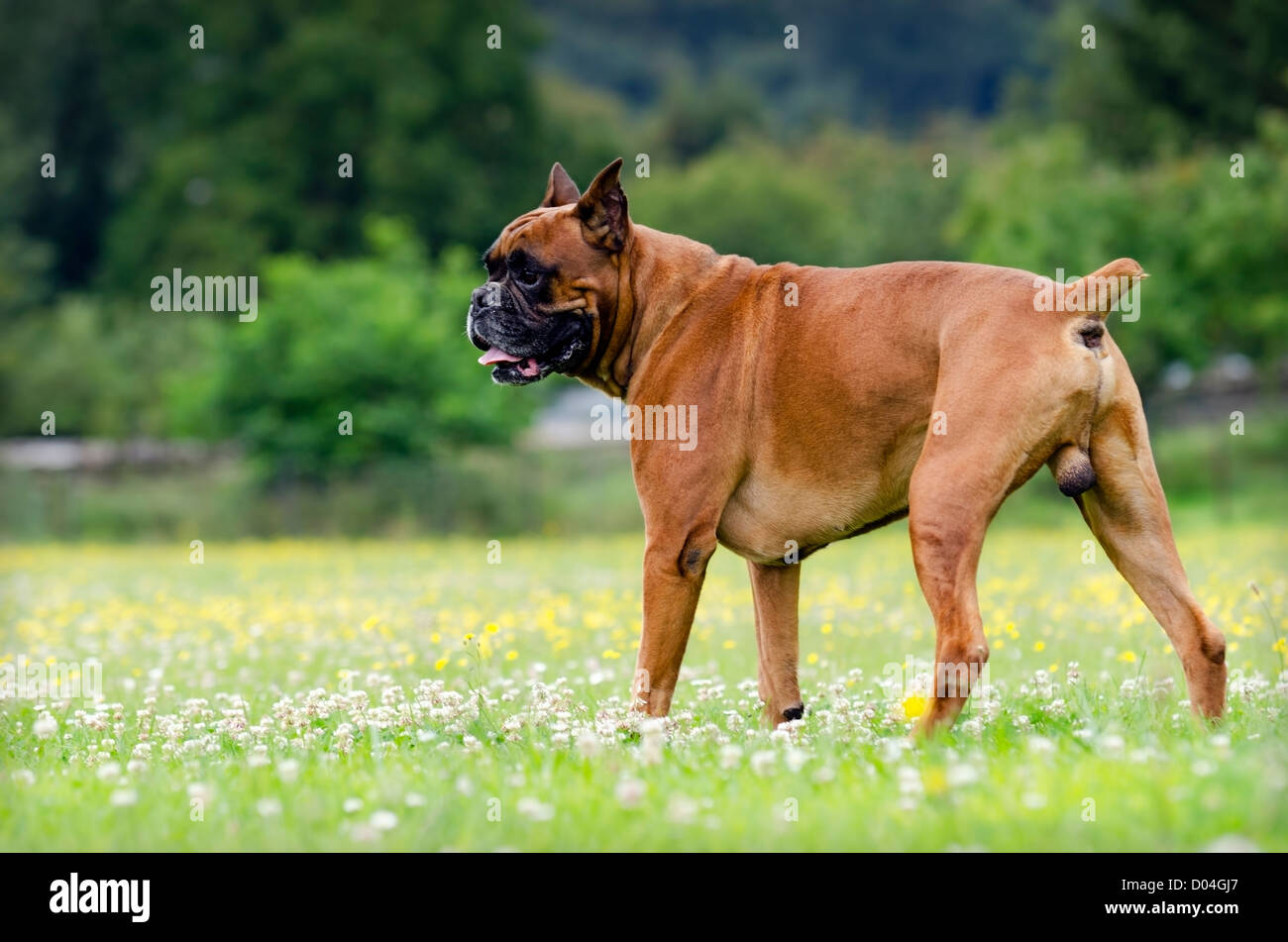 a boxer dog Stock Photo - Alamy