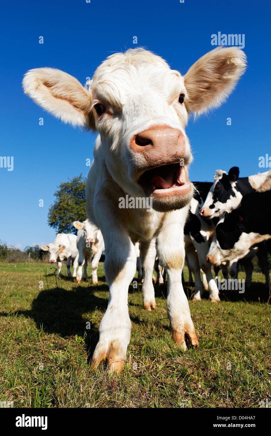Cute Baby Cow Pictures