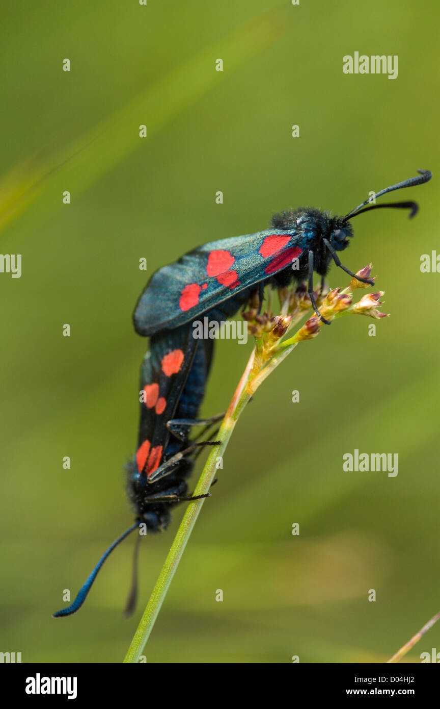 Zygaena trifolii mating hi-res stock photography and images - Alamy