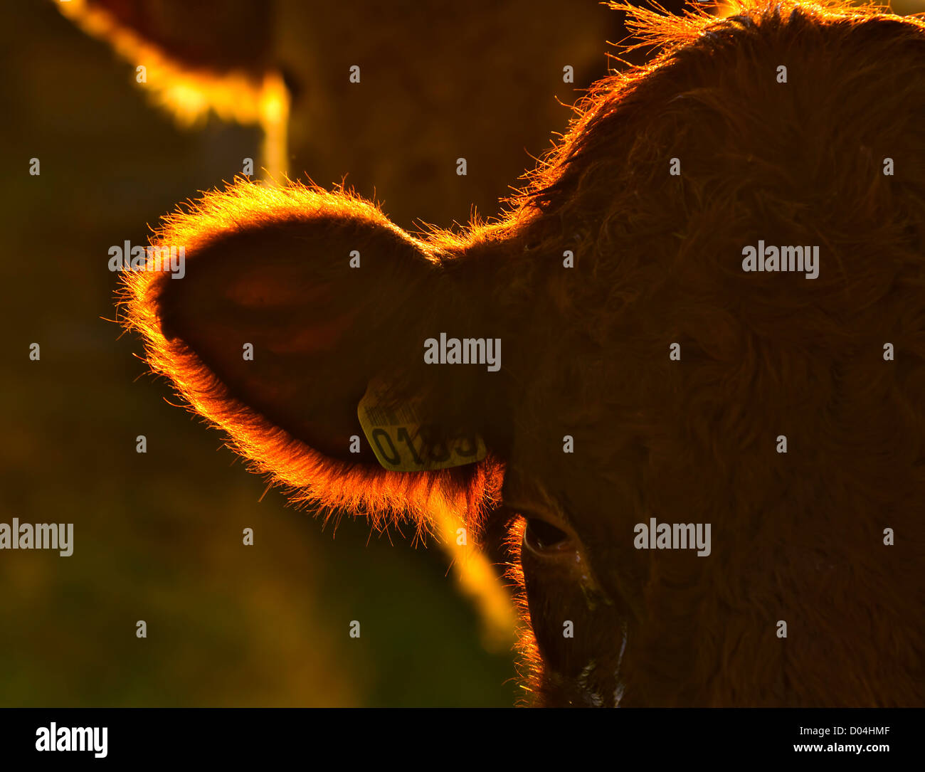 Head of an ox Stock Photo - Alamy