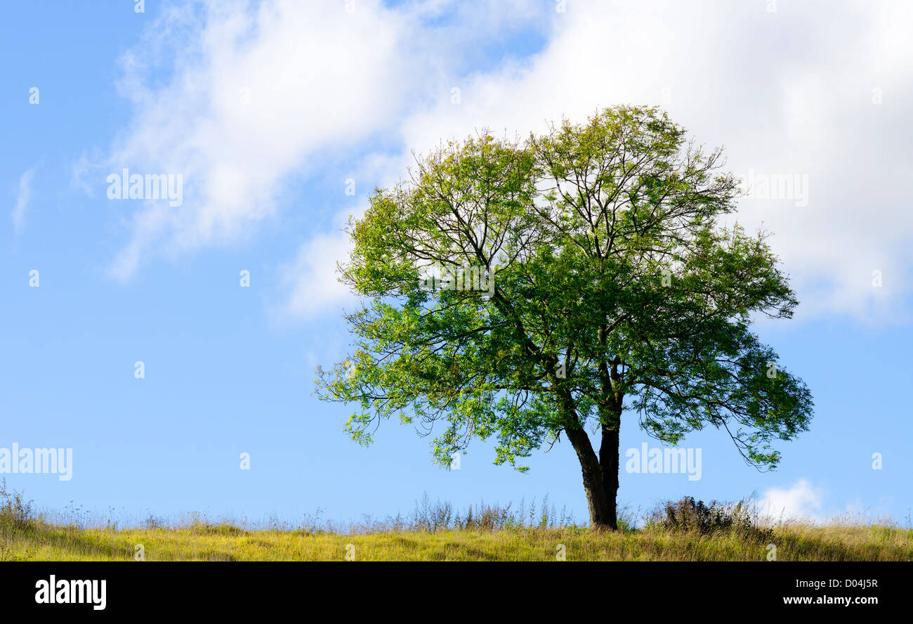 an isolated tree in a meadow Stock Photo - Alamy