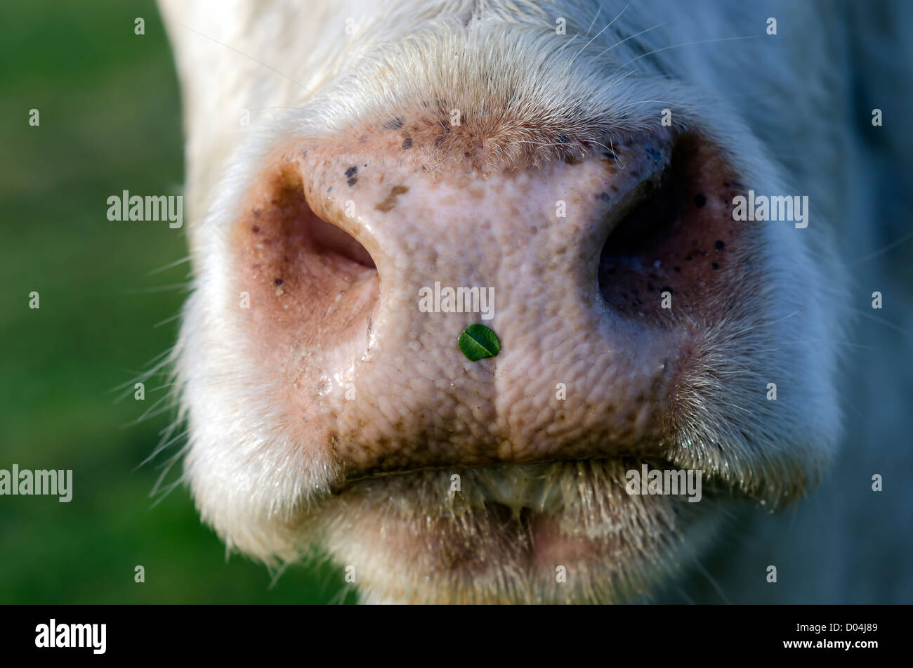 the mouth of an ox Stock Photo - Alamy