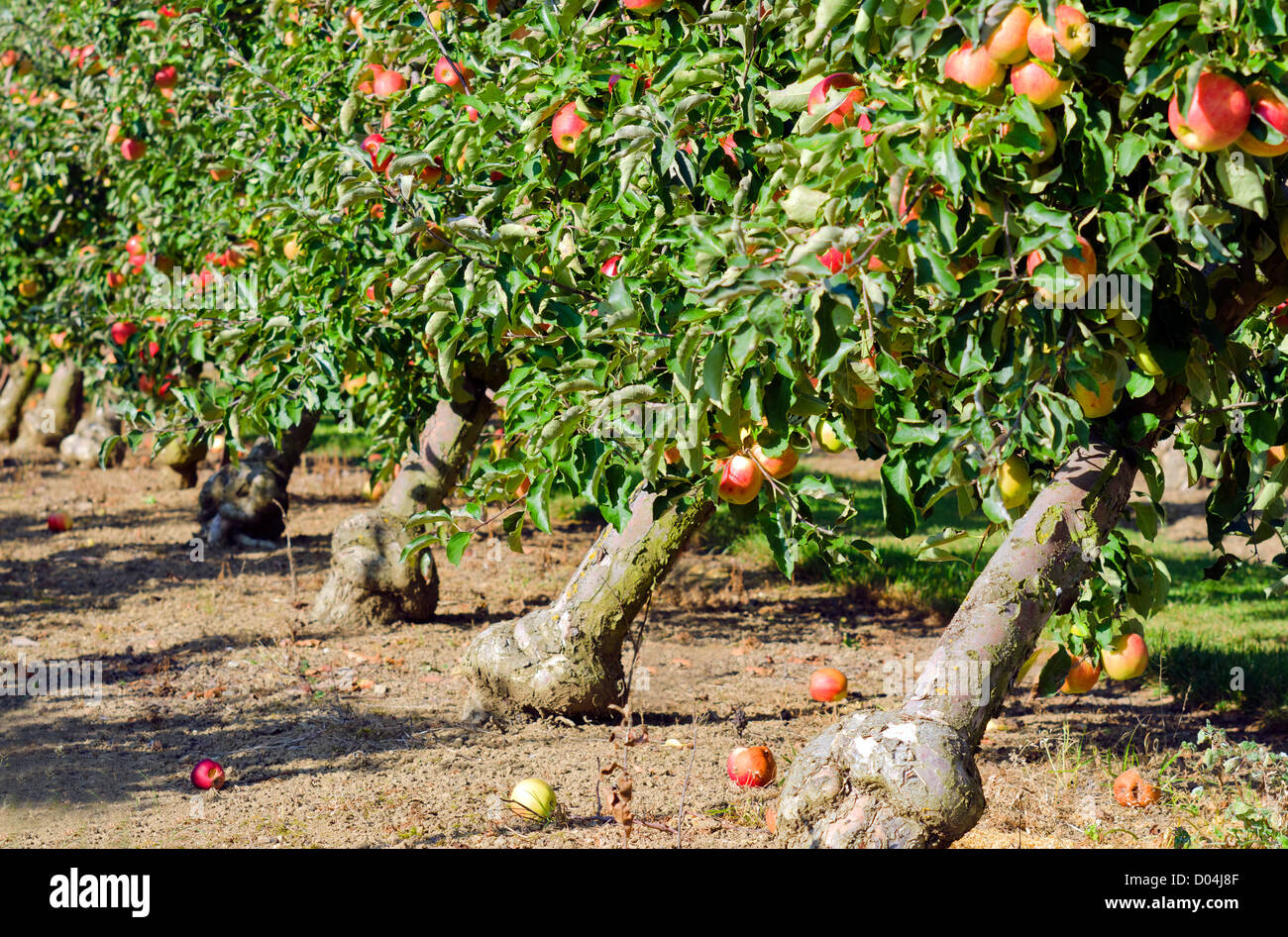 an apple orchard Stock Photo - Alamy