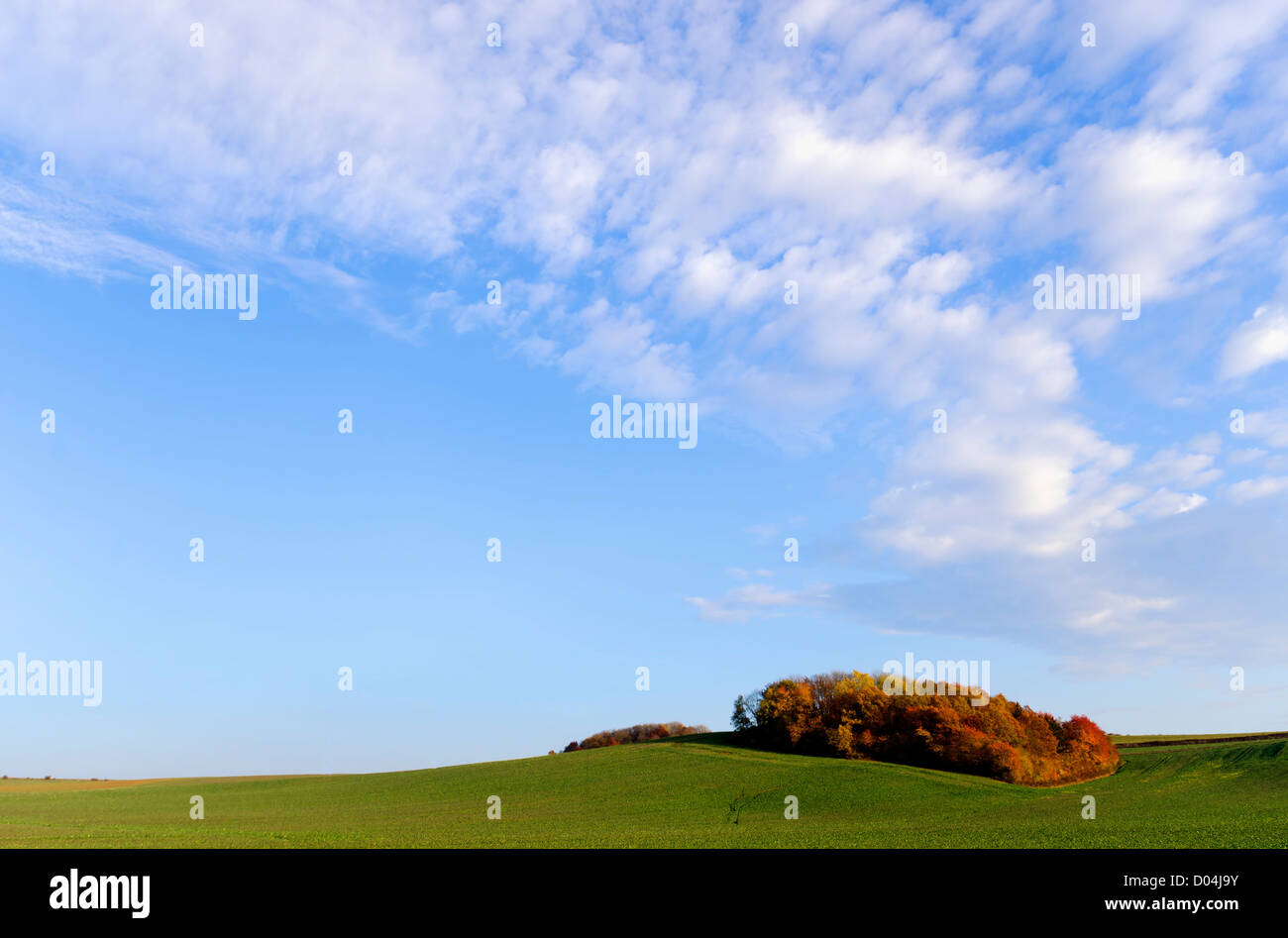 a forest surrounded by the fields Stock Photo - Alamy