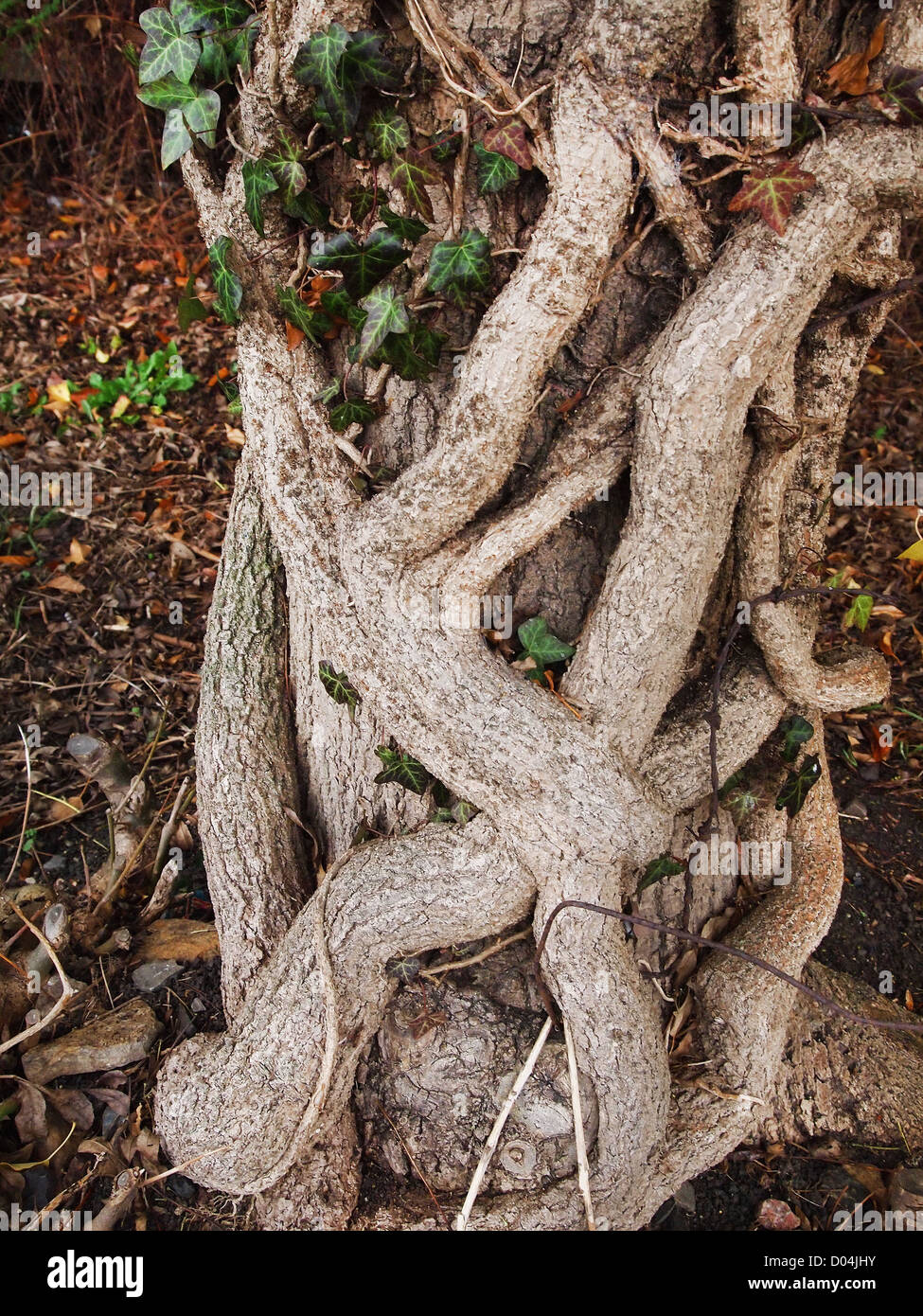 Twisted tree roots growing up the outside of another tree Stock Photo ...
