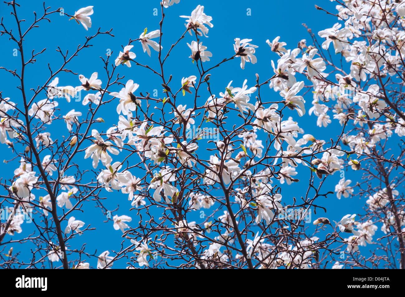 Spring blooming magnolia tree Stock Photo - Alamy
