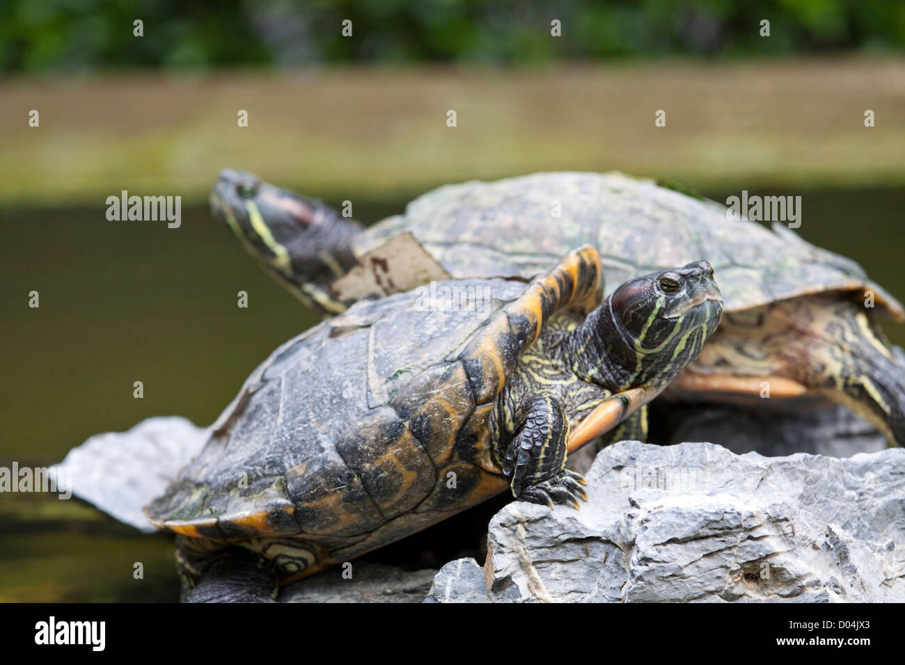 Close up view tortoises head hi-res stock photography and images - Alamy