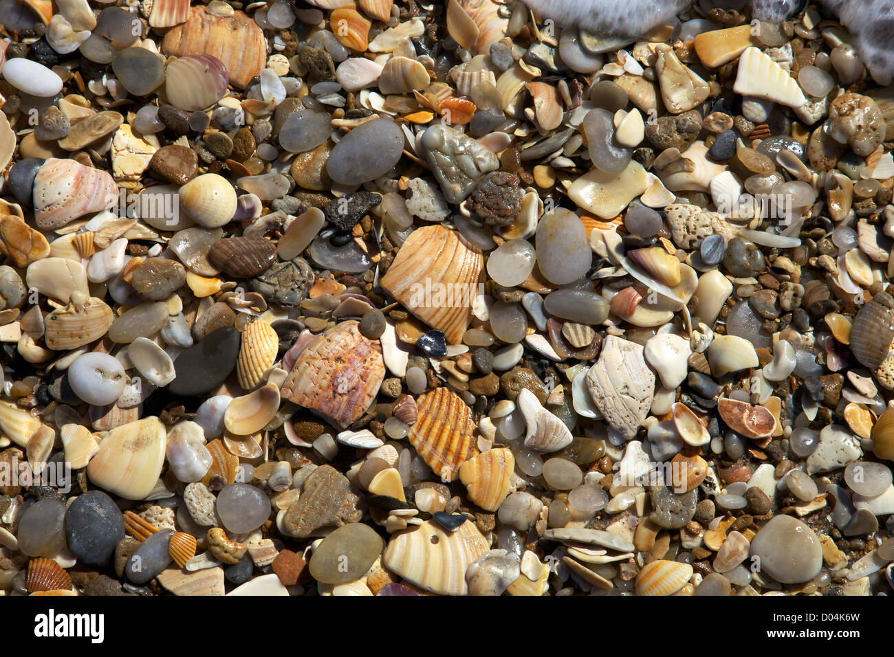 Shells and pebbles on the beach Stock Photo - Alamy